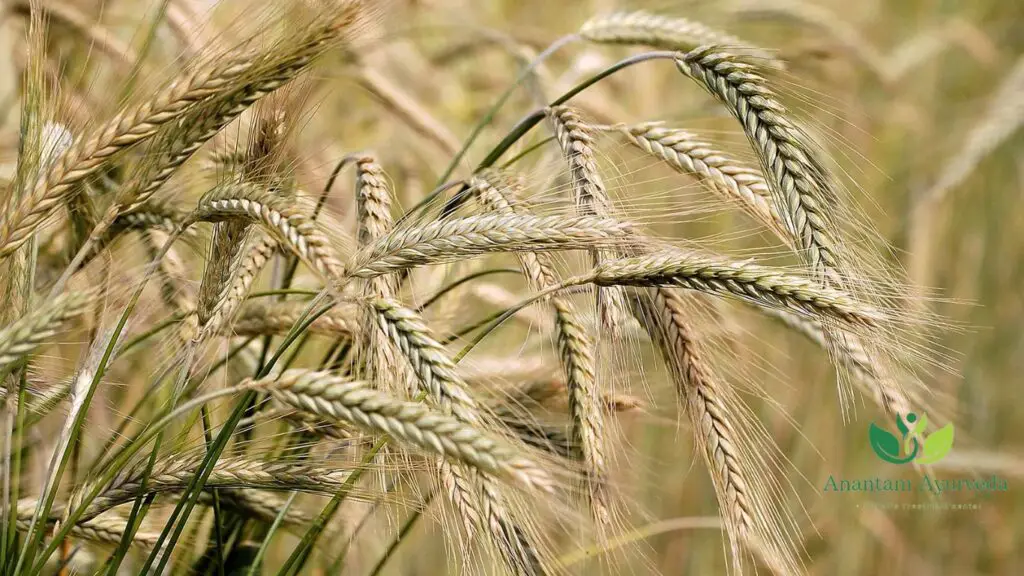 Jau, Yava, Barley (Hordeum vulgare): Yavakshar Uses & Benefits ...