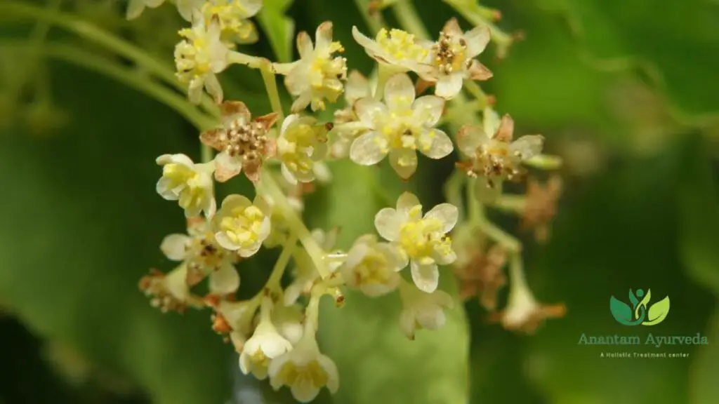 Karpur (Cinnamomum camphora) : Benefits of Camphor Tree - Anantam Ayurveda