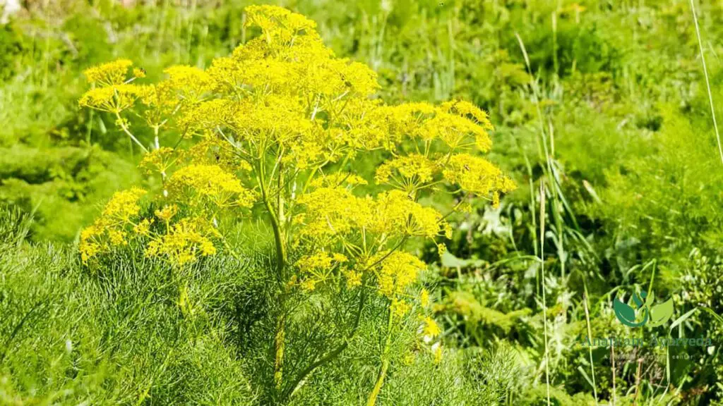 Hing (Ferula Asafoetida): What is the use of Hingu? - Anantam Ayurveda