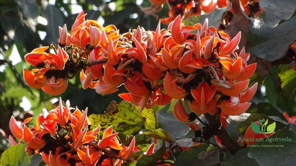 Palash (Butea monosperma): Palash Flower Benefits - Anantam Ayurveda