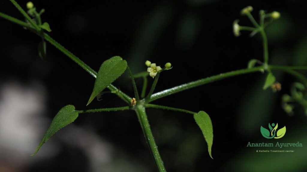 Manjistha (Rubia cordifolia) : Manjistha Benefits For Skin - Anantam ...