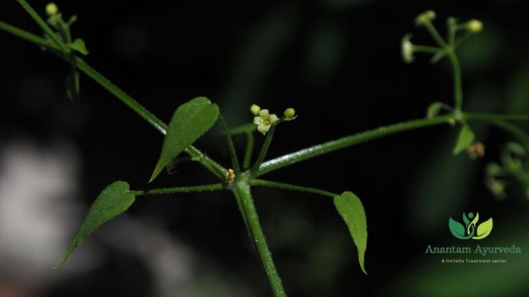 Manjistha (Rubia cordifolia) : Manjistha Benefits For Skin - Anantam ...