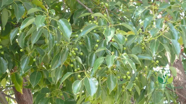 Karpur (Cinnamomum camphora) : Benefits of Camphor Tree - Anantam Ayurveda