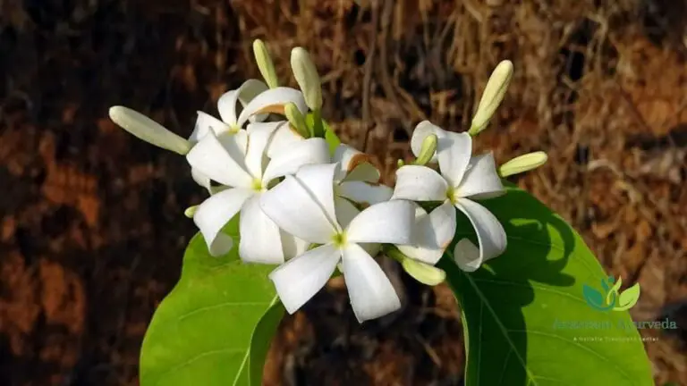 Kutaj (Holarrhena antidysenterica): Uses in Diarrhea or Dysentery ...