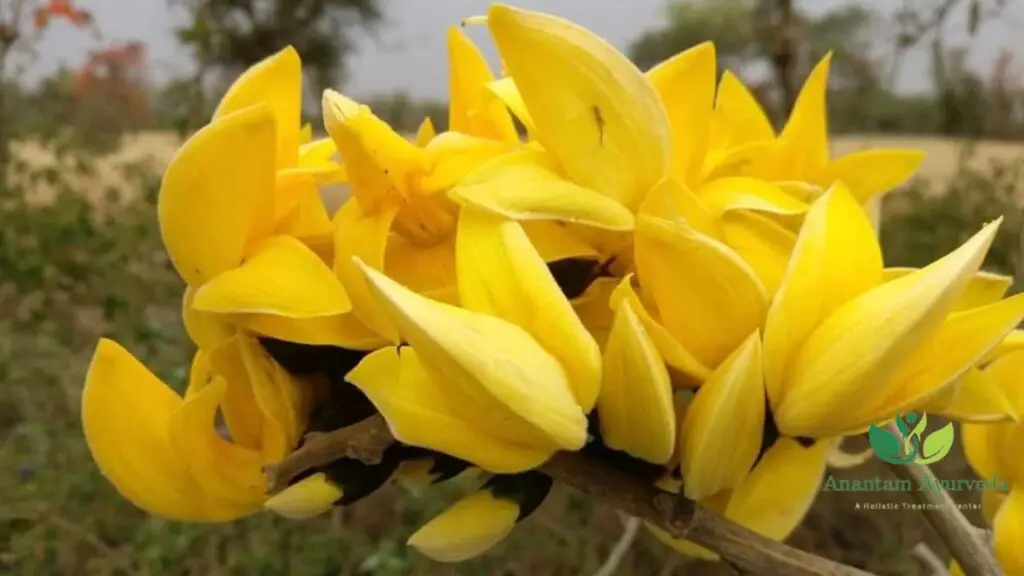 Palash (Butea monosperma): Palash Flower Benefits - Anantam Ayurveda