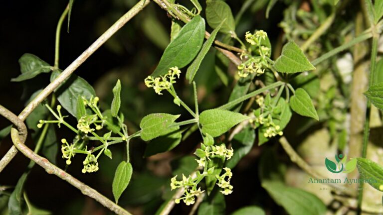 Manjistha (Rubia cordifolia) : Manjistha Benefits For Skin - Anantam ...