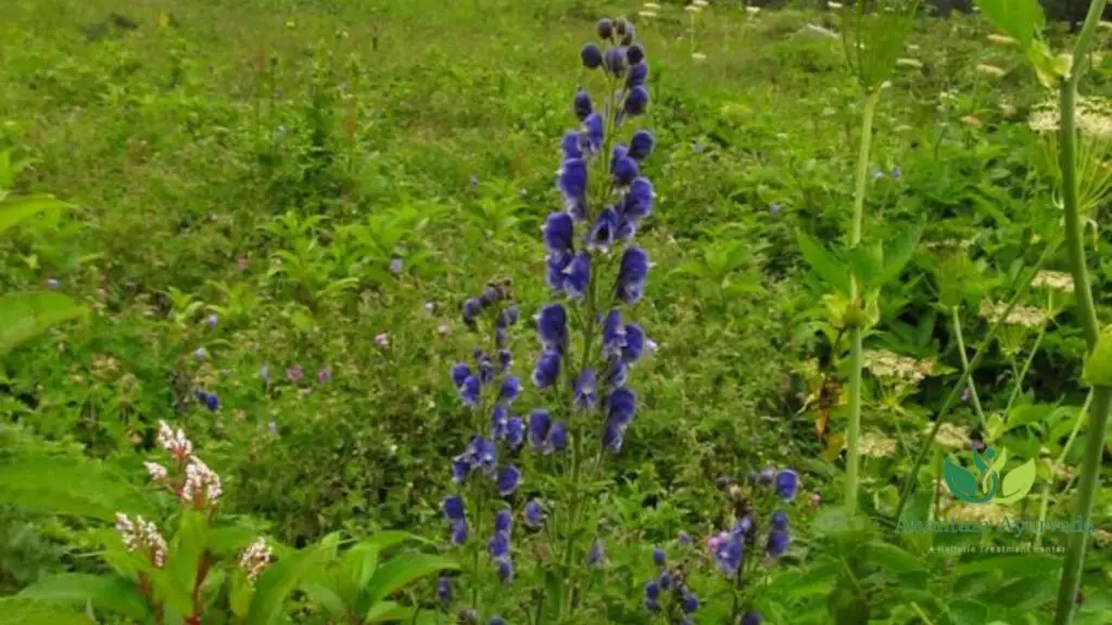 Ativisha (Aconitum Heterophyllum): Ativisha Benefits In Ayurveda ...