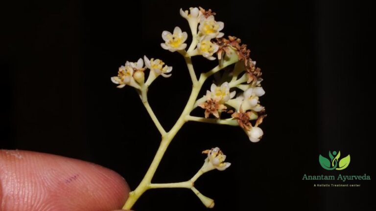 Karpur (Cinnamomum camphora) : Benefits of Camphor Tree - Anantam Ayurveda