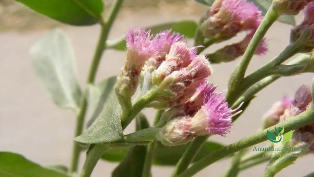 Rasna (Pluchea lanceolata): Rasna Plant Benefits - Anantam Ayurveda