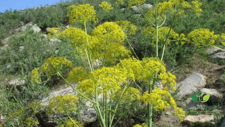 Hing (Ferula Asafoetida): What is the use of Hingu? - Anantam Ayurveda