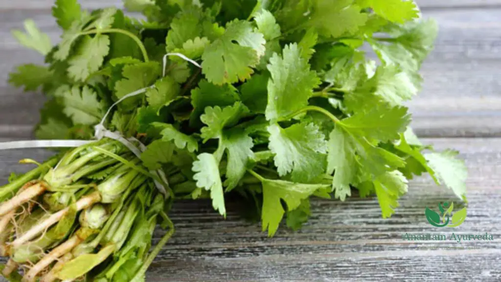 Dhaniya (Coriandrum Sativum): Dhaniya Water Benefits - Anantam Ayurveda