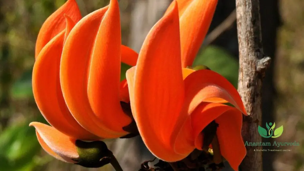 Palash (Butea monosperma): Palash Flower Benefits - Anantam Ayurveda