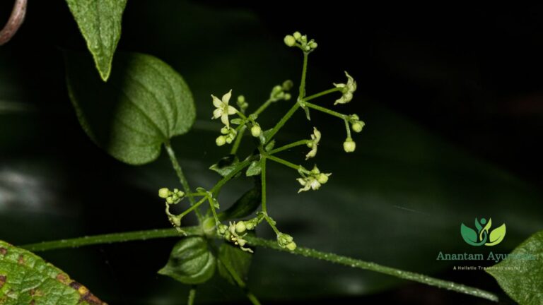 Manjistha (Rubia cordifolia) : Manjistha Benefits For Skin - Anantam ...