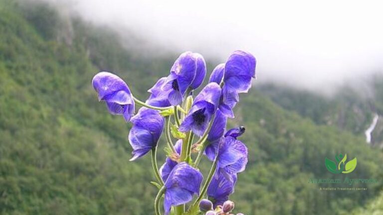 Ativisha (Aconitum Heterophyllum): Ativisha Benefits In Ayurveda ...