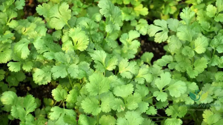 Dhaniya (Coriandrum Sativum): Dhaniya Water Benefits - Anantam Ayurveda