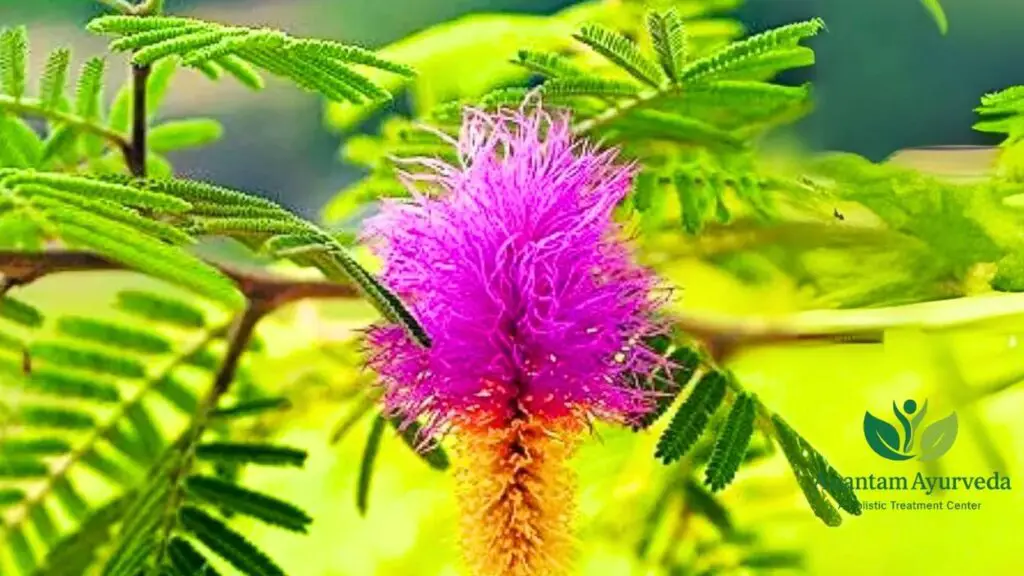 Shami Tree (Prosopis cineraria): Khejri Tree Benefits & Uses - Anantam ...