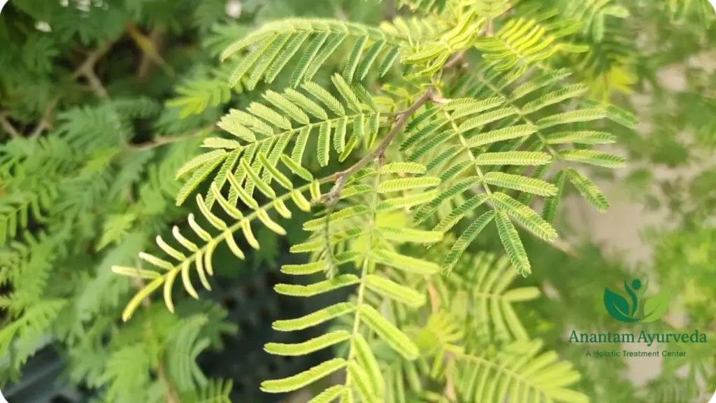 Shami Tree (Prosopis cineraria): Khejri Tree Benefits & Uses - Anantam ...
