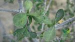 Guggul (Commiphora mukul): Uses, Benefits and More - Anantam Ayurveda